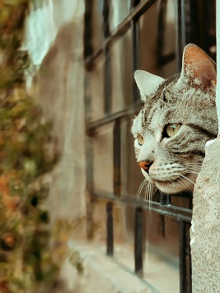 The Secret To Successful Cat Crate Training Schedule - Pets Care Lovers